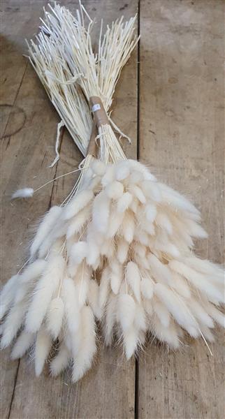 Lagurus- Bleached (Bunny Tails)