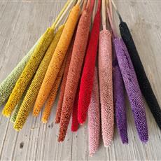 Dried Babala