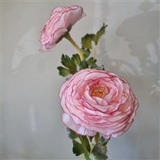 Variegated Pink Ranunculus