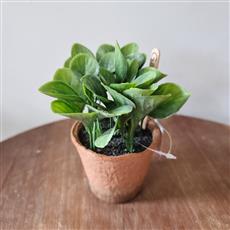 Mini Green Plant In Pot