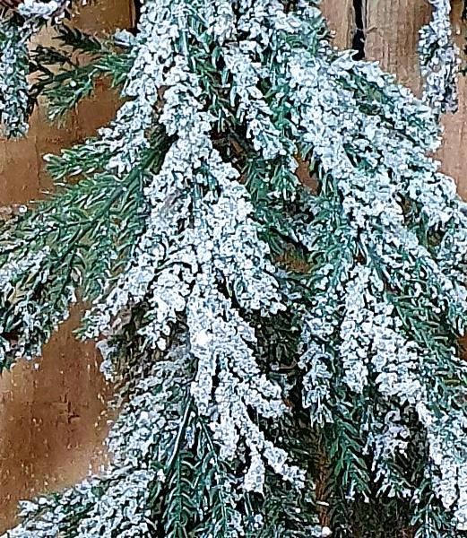 Iced Angel Pine Tree