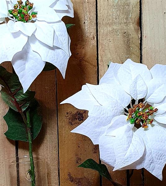 White poinsettia store