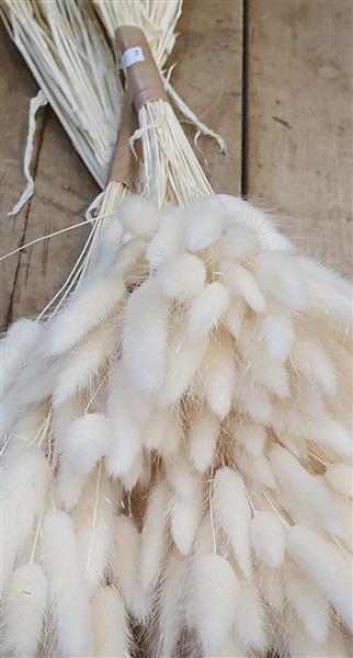 Lagurus- Bleached (Bunny Tails)