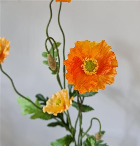 Poppy Spray Orange